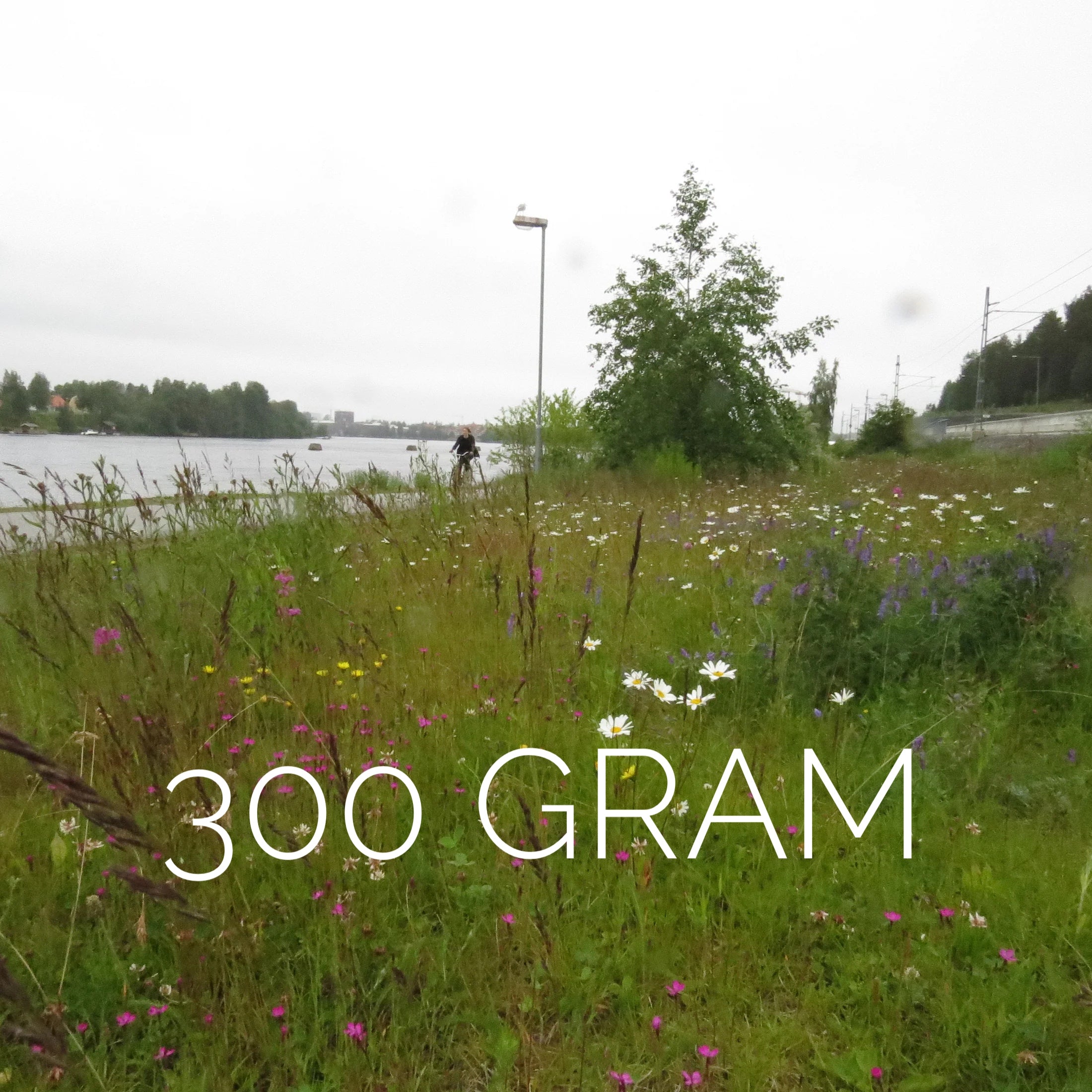 Ängsfröblandning med bredd - Passar torr till fuktig mark – Norrlands ...